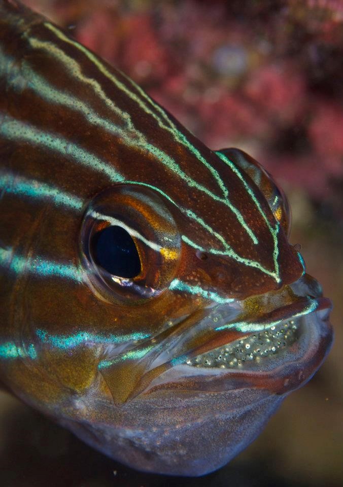 Cardinalfish; Red-striped - Busselton Jetty