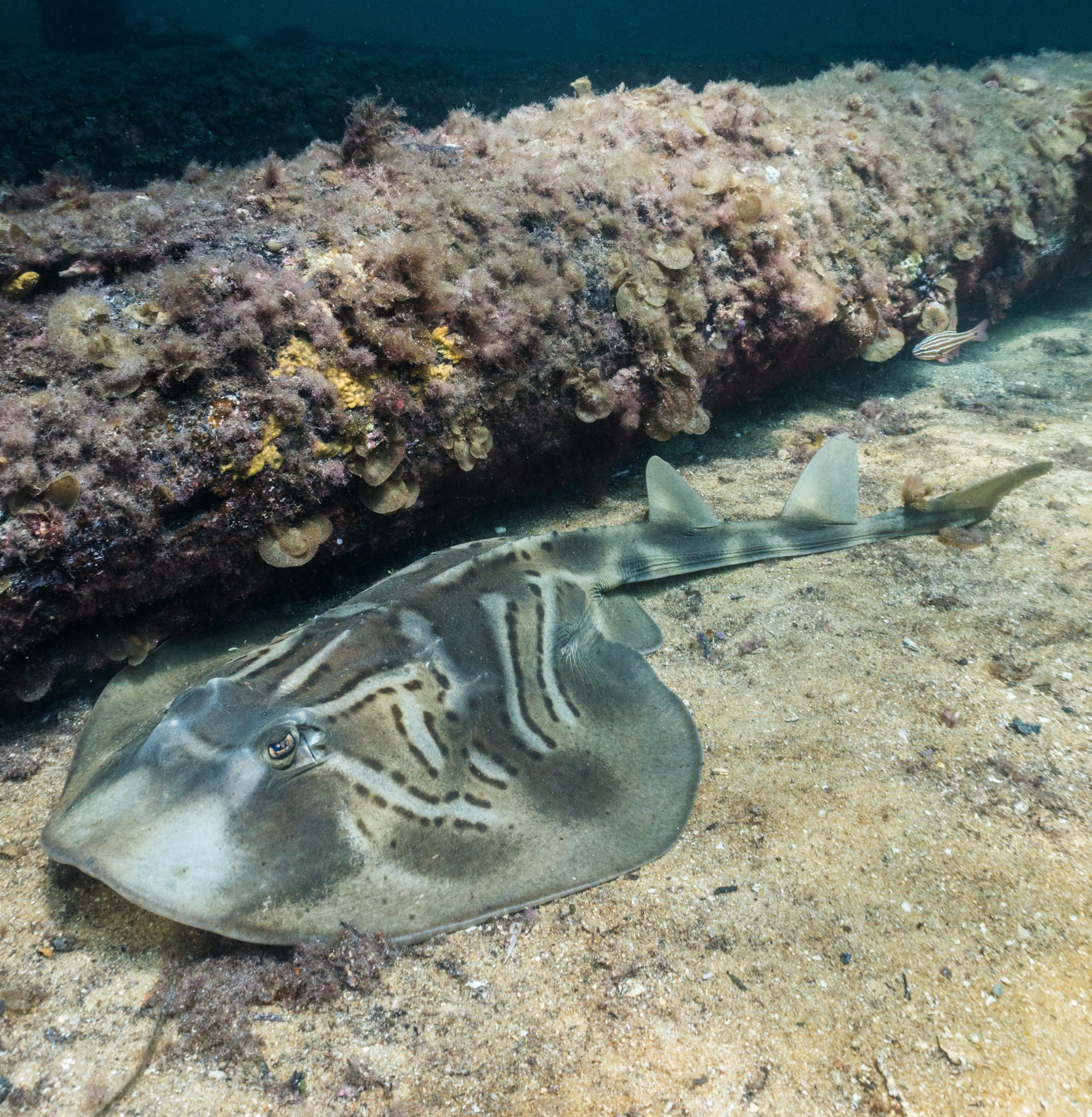 Southern Fiddler Ray - Busselton Jetty