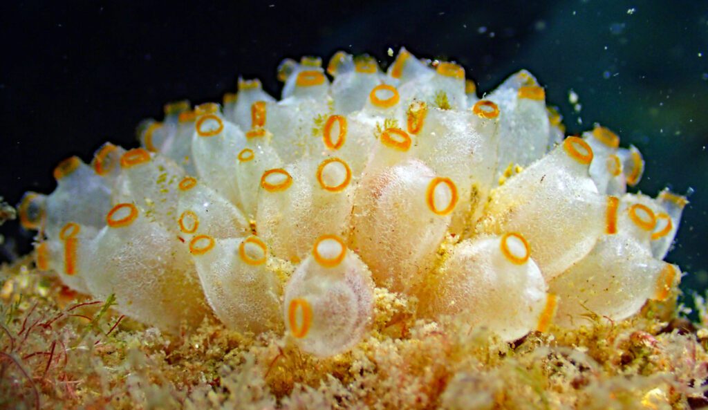 Ascidian; Orange-throated - Busselton Jetty