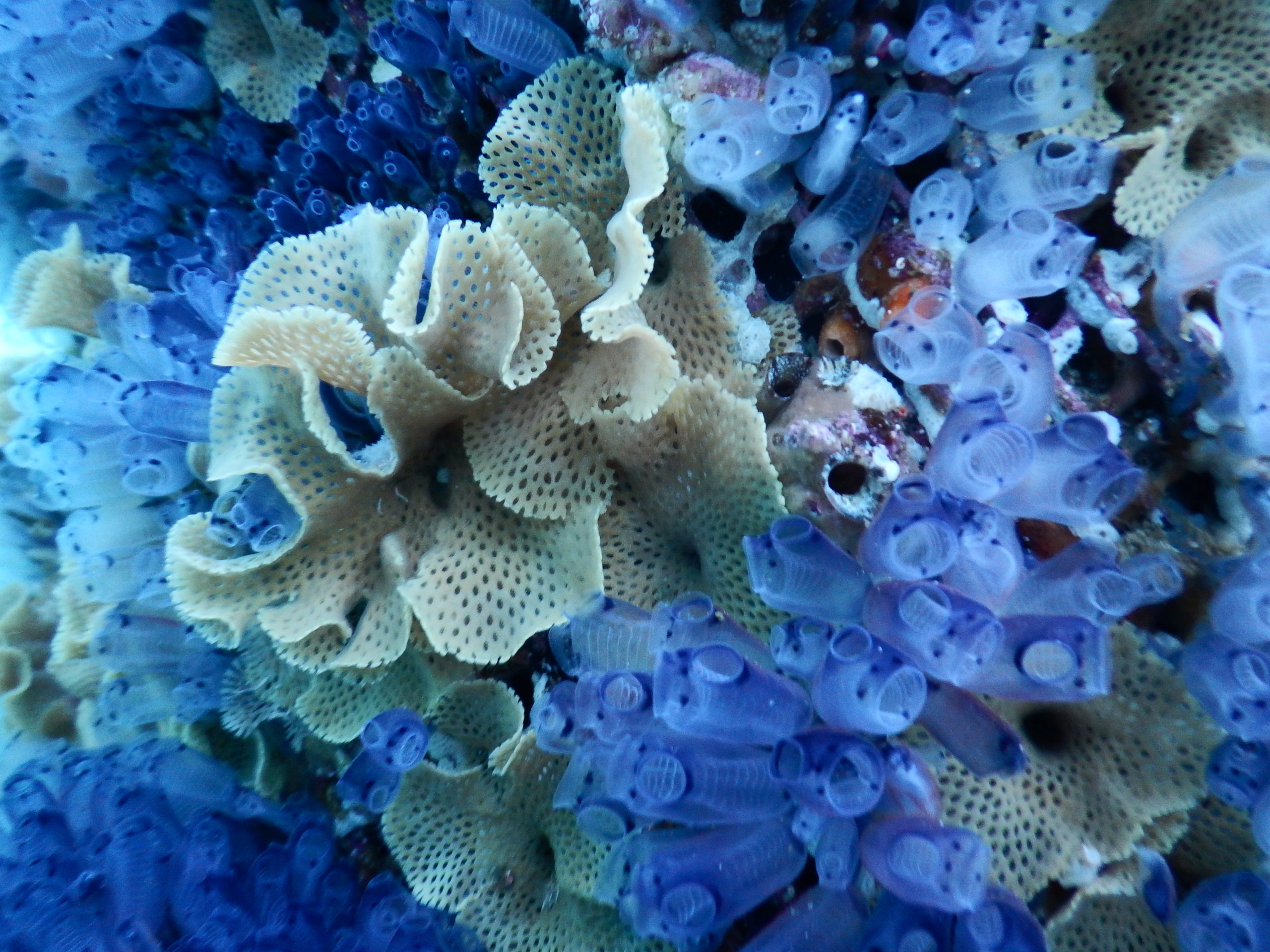 Bryozoans; Lace Coral - Busselton Jetty