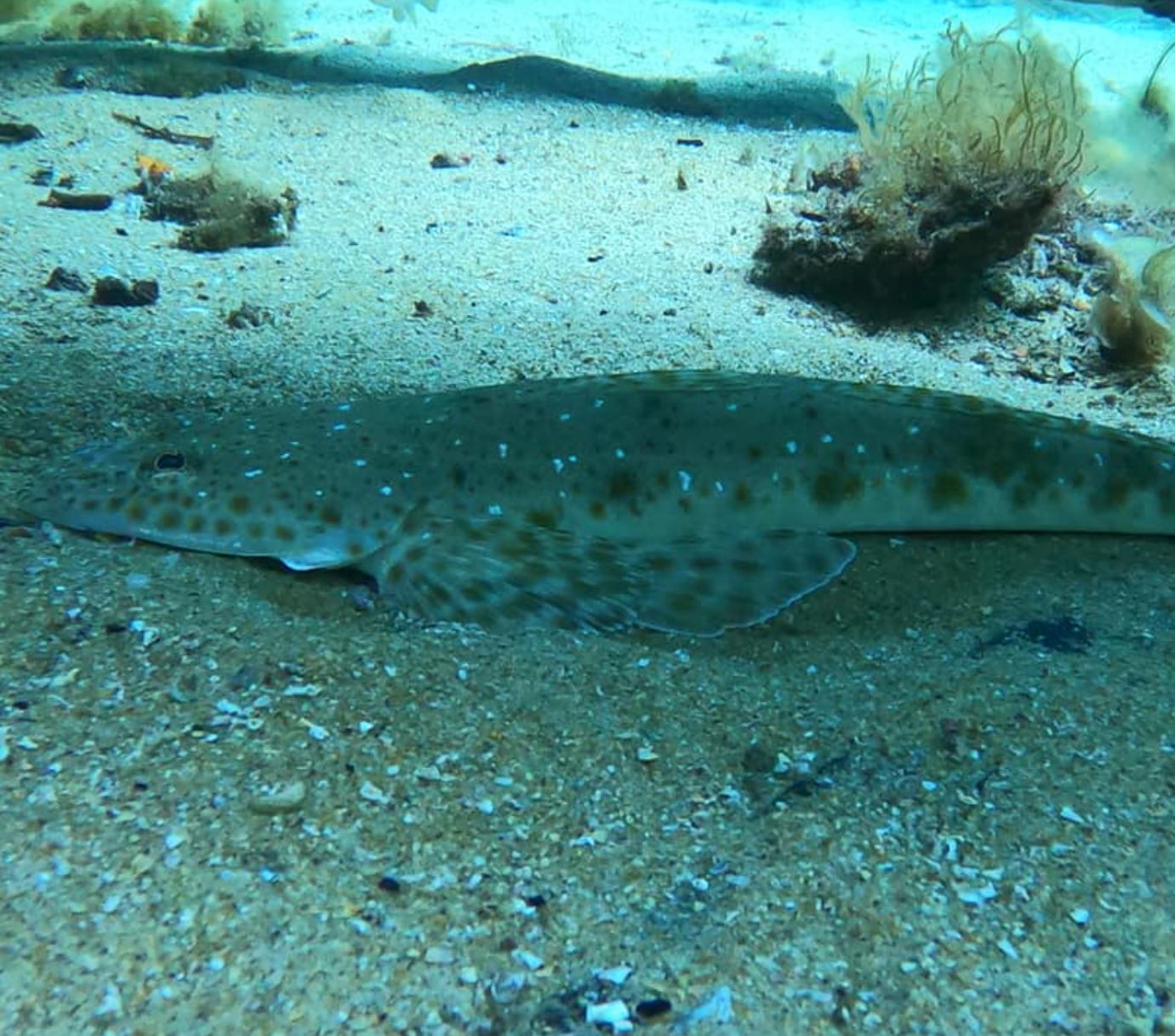Flathead; Long-headed - Busselton Jetty