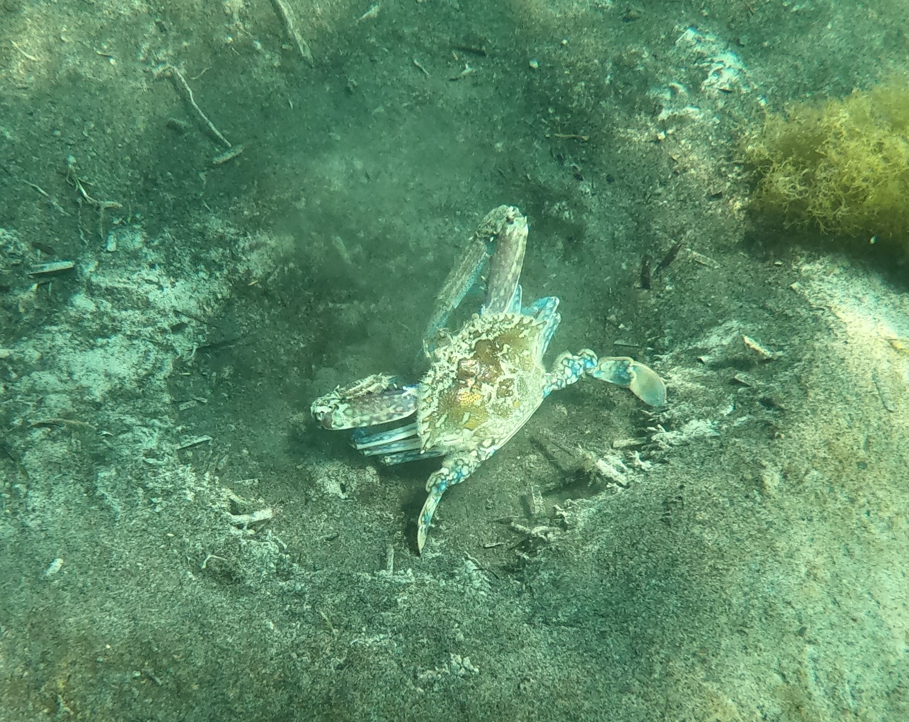 Crab; Blue Manna - Busselton Jetty