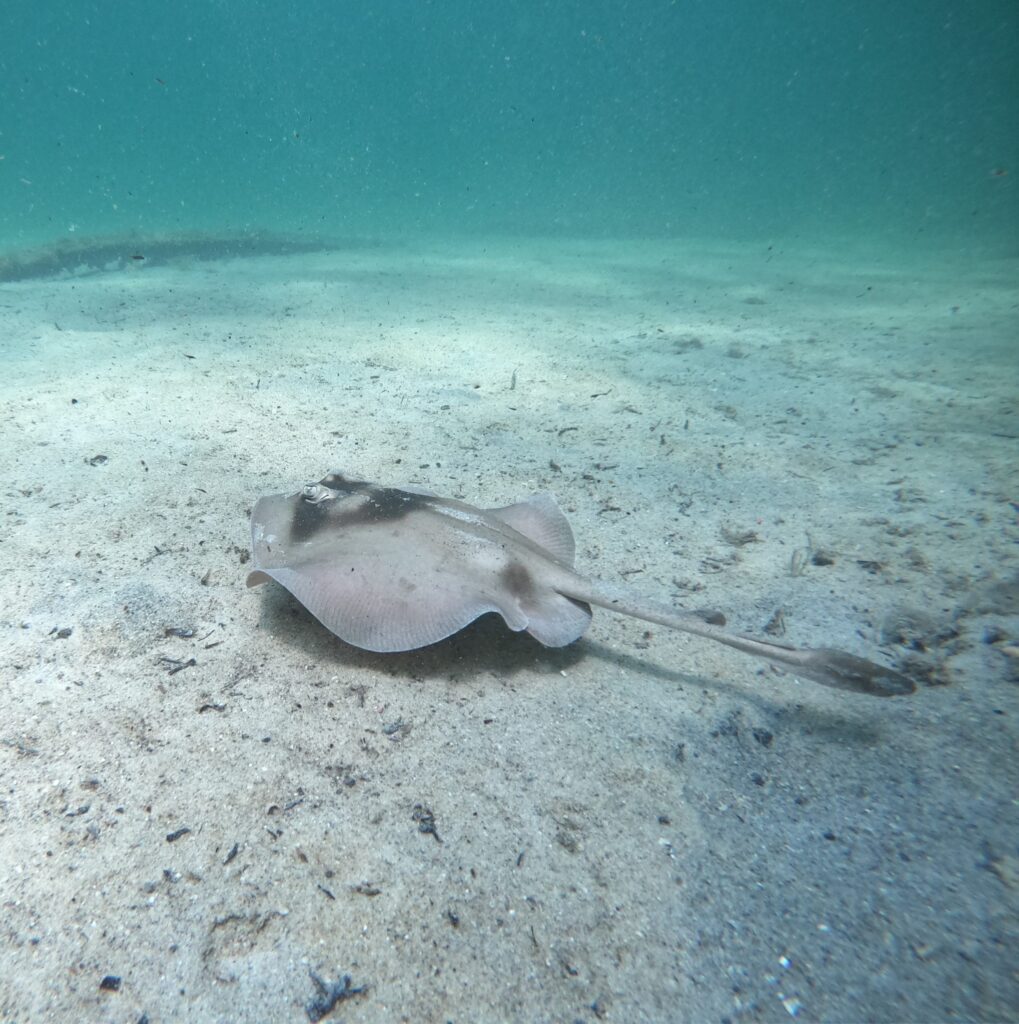 Masked Stingaree - Busselton Jetty