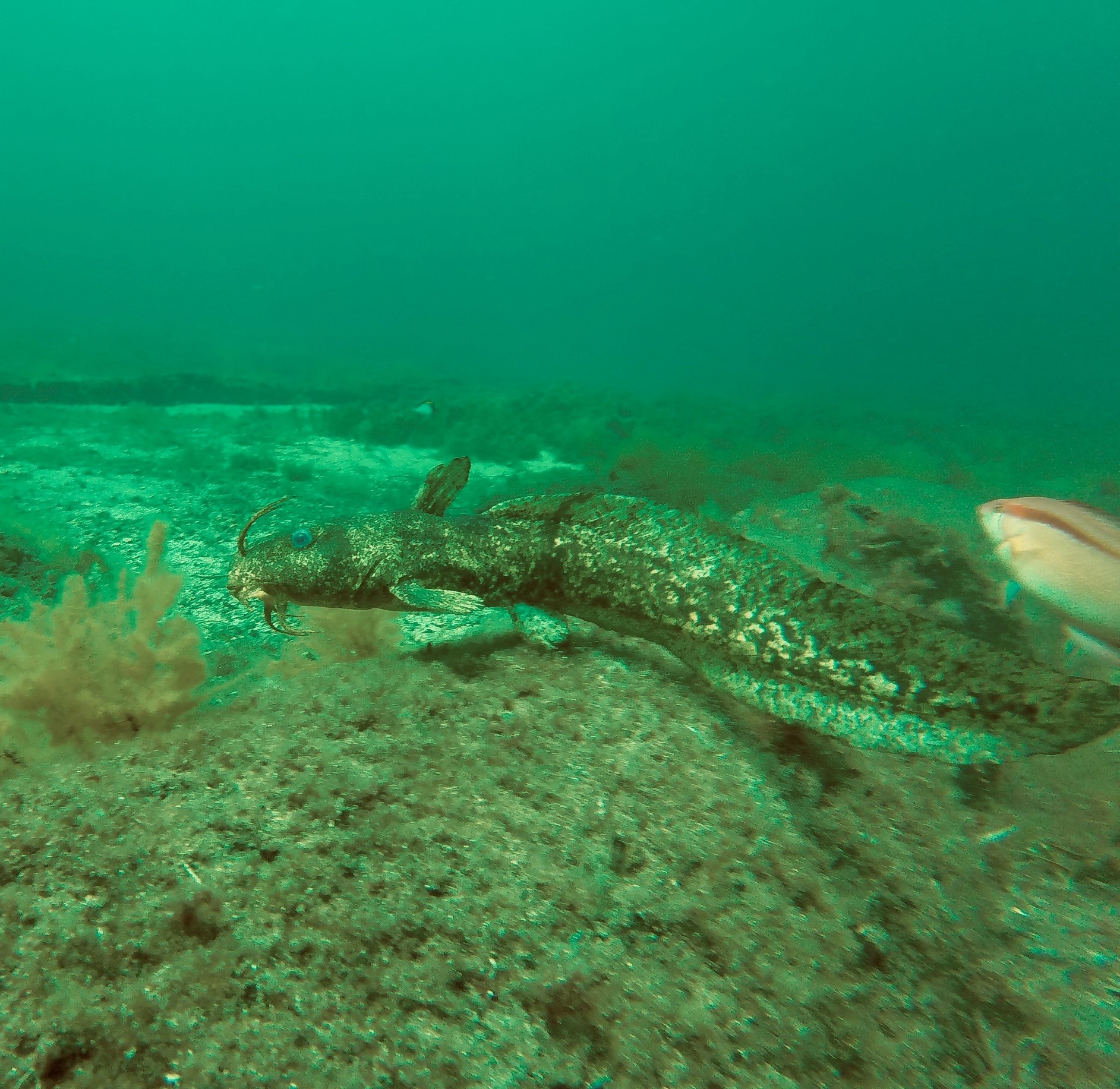 Cobbler - Busselton Jetty