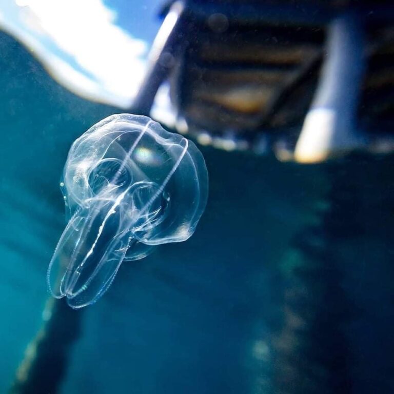 Comb Jellies - Busselton Jetty