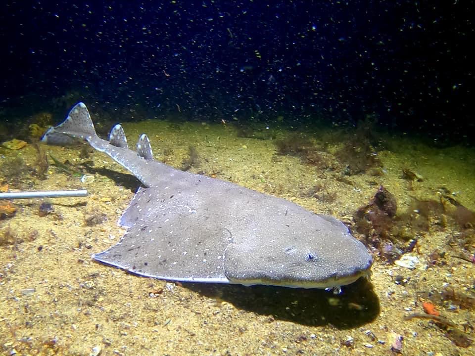 Angel Shark - Busselton Jetty