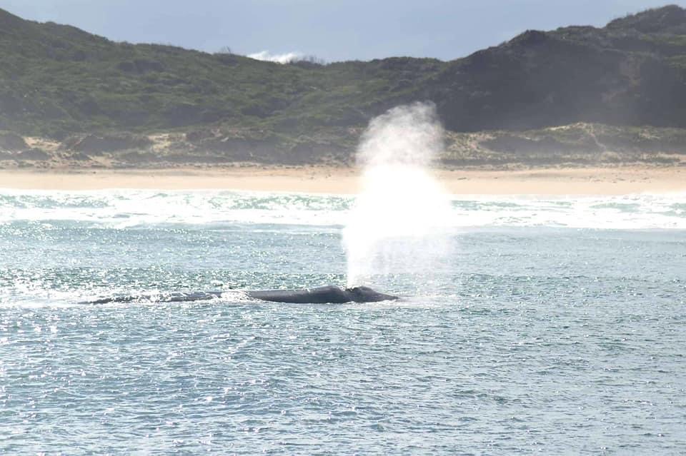 Southern Right Whale - Busselton Jetty