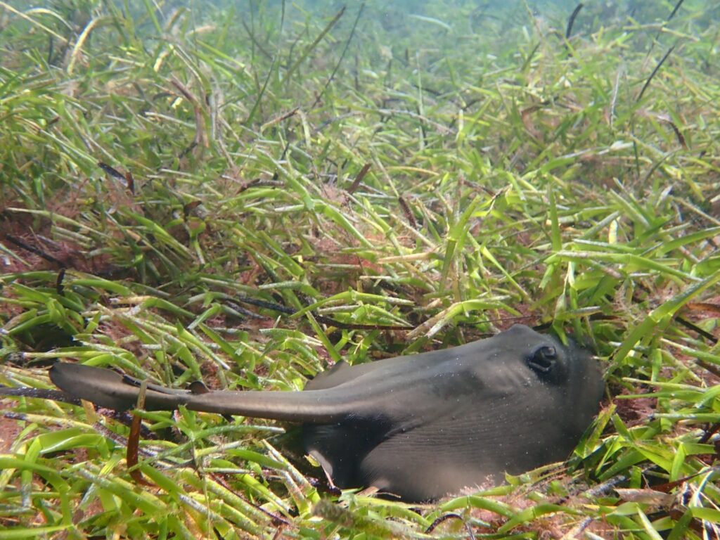 Striped Stingaree - Busselton Jetty