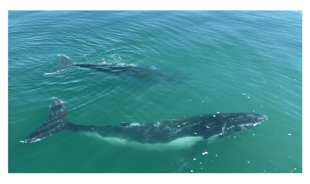 Humpback Whale - Busselton Jetty