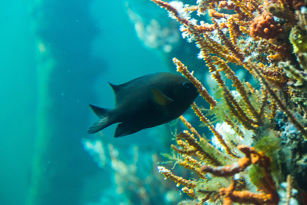 Busselton Underwater Observatory - Busselton Jetty