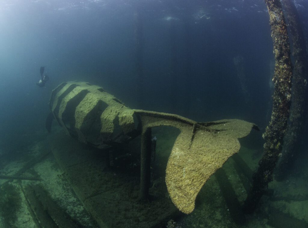 Southern Right Whale - Busselton Jetty
