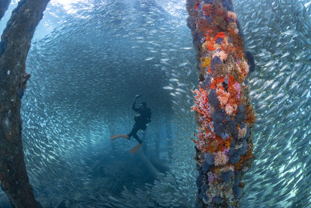 Artificial Reefs - Busselton Jetty