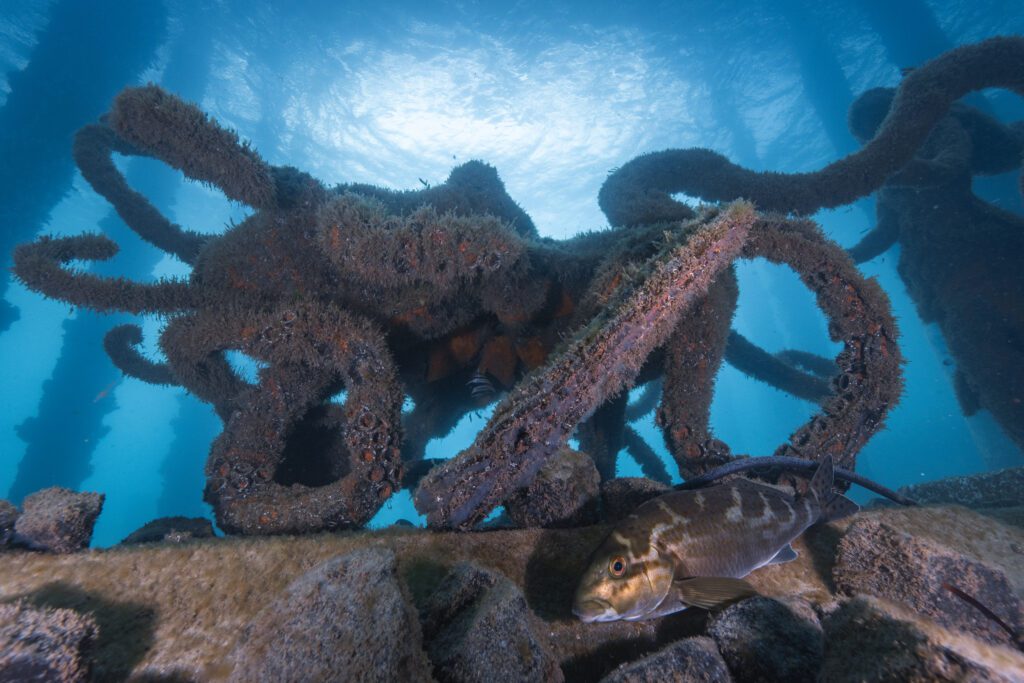 The Mermaid's Muse - Busselton Jetty