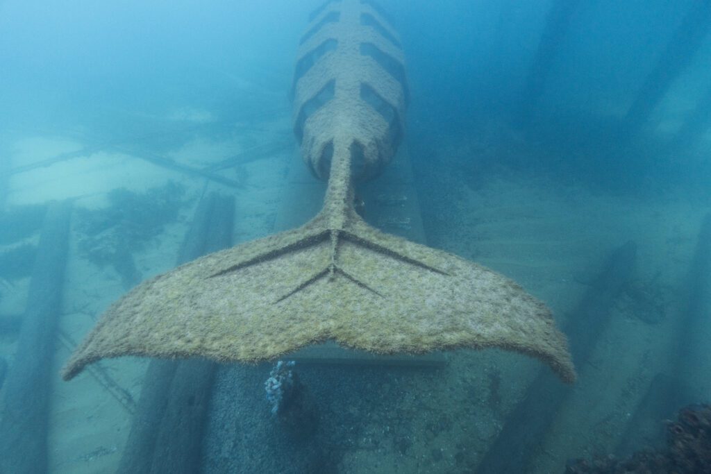 Southern Right Whale - Busselton Jetty