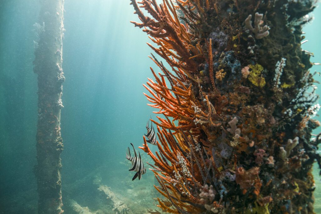 Busselton Underwater Observatory - Busselton Jetty