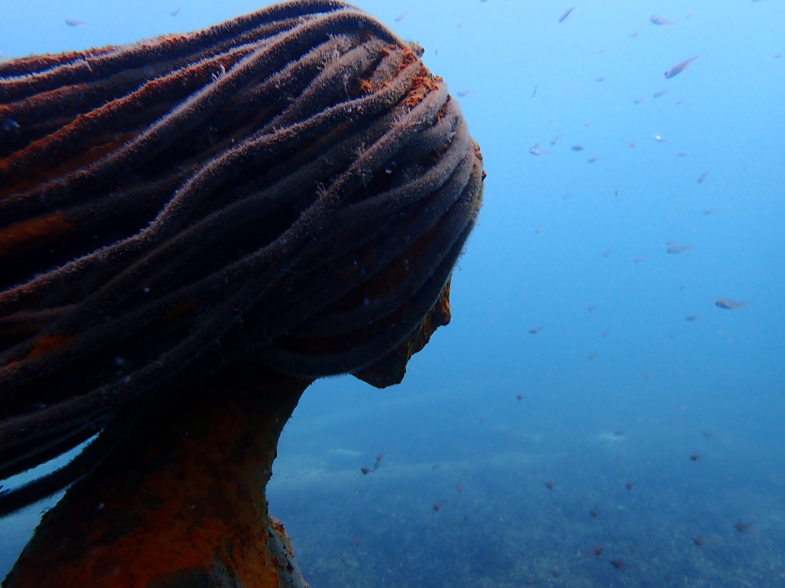 The Mermaid's Muse - Busselton Jetty