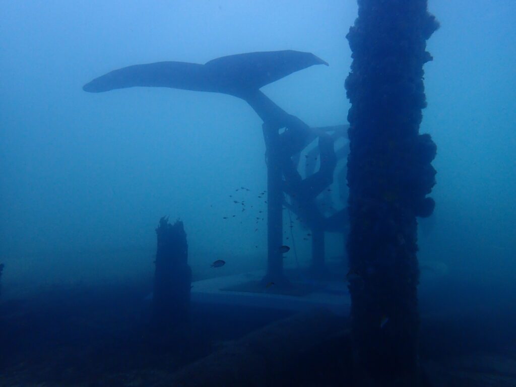 Southern Right Whale - Busselton Jetty