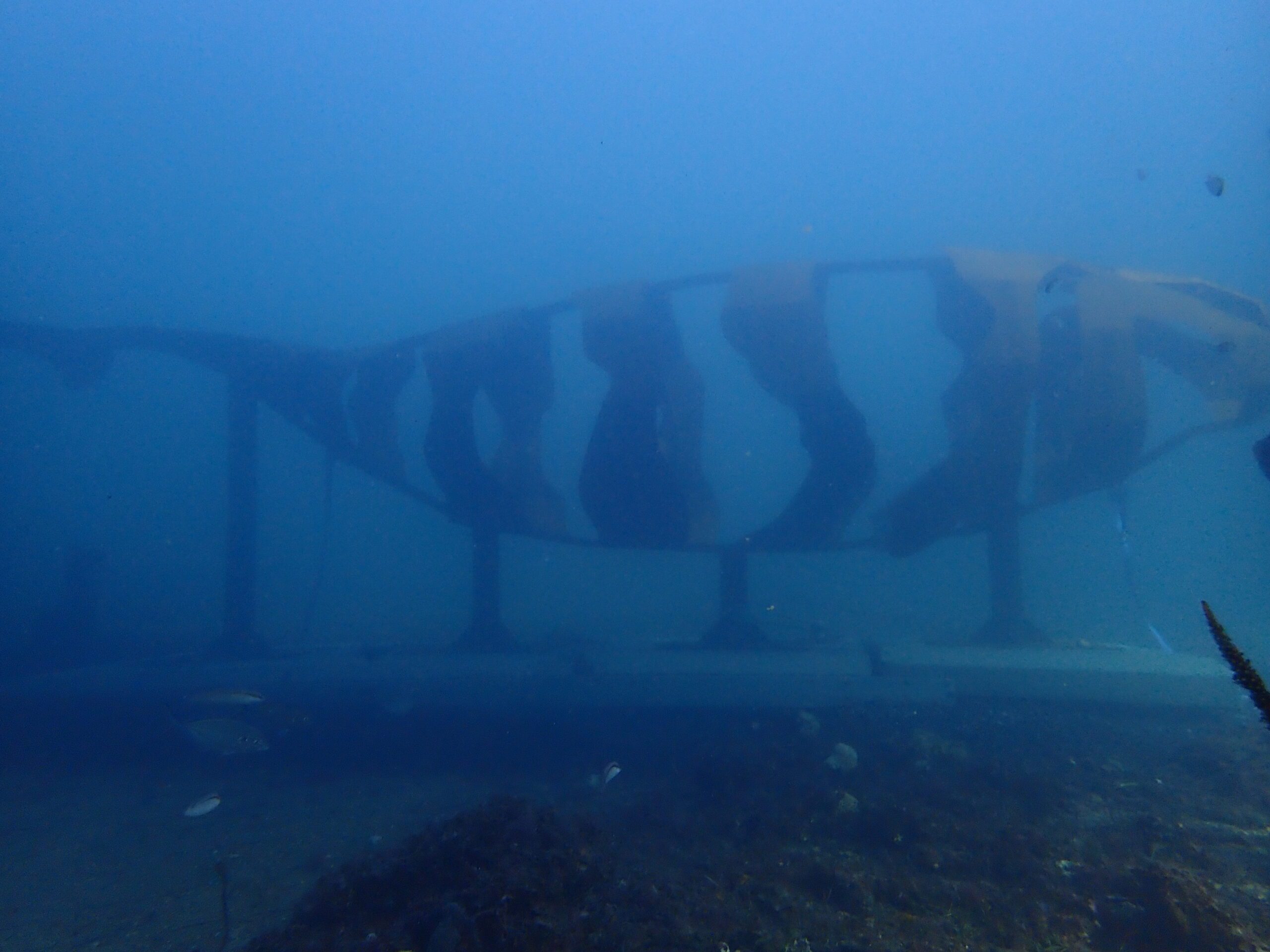 Southern Right Whale - Busselton Jetty
