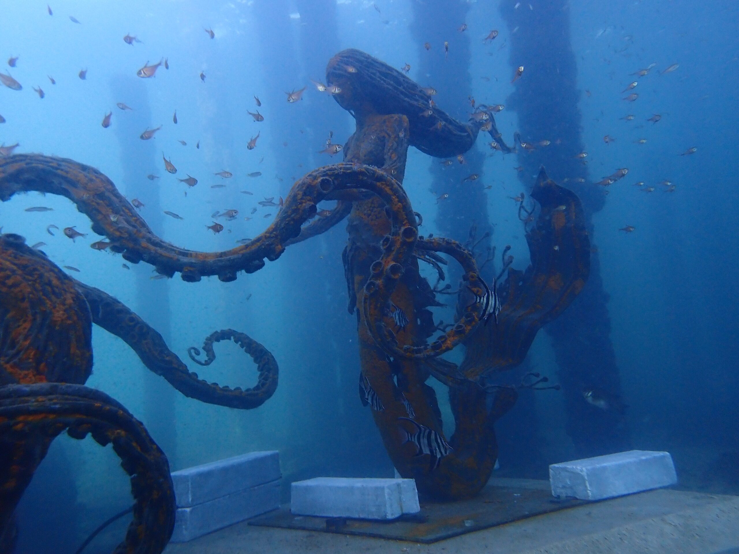 Artificial Reefs - Busselton Jetty