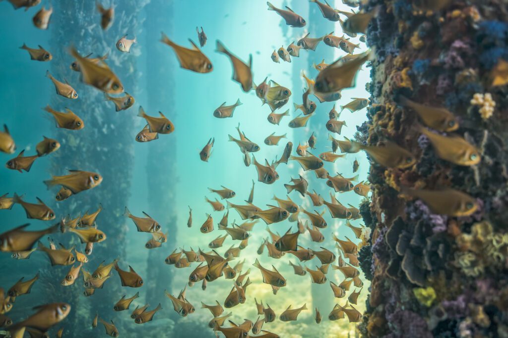 Busselton Underwater Observatory - Busselton Jetty