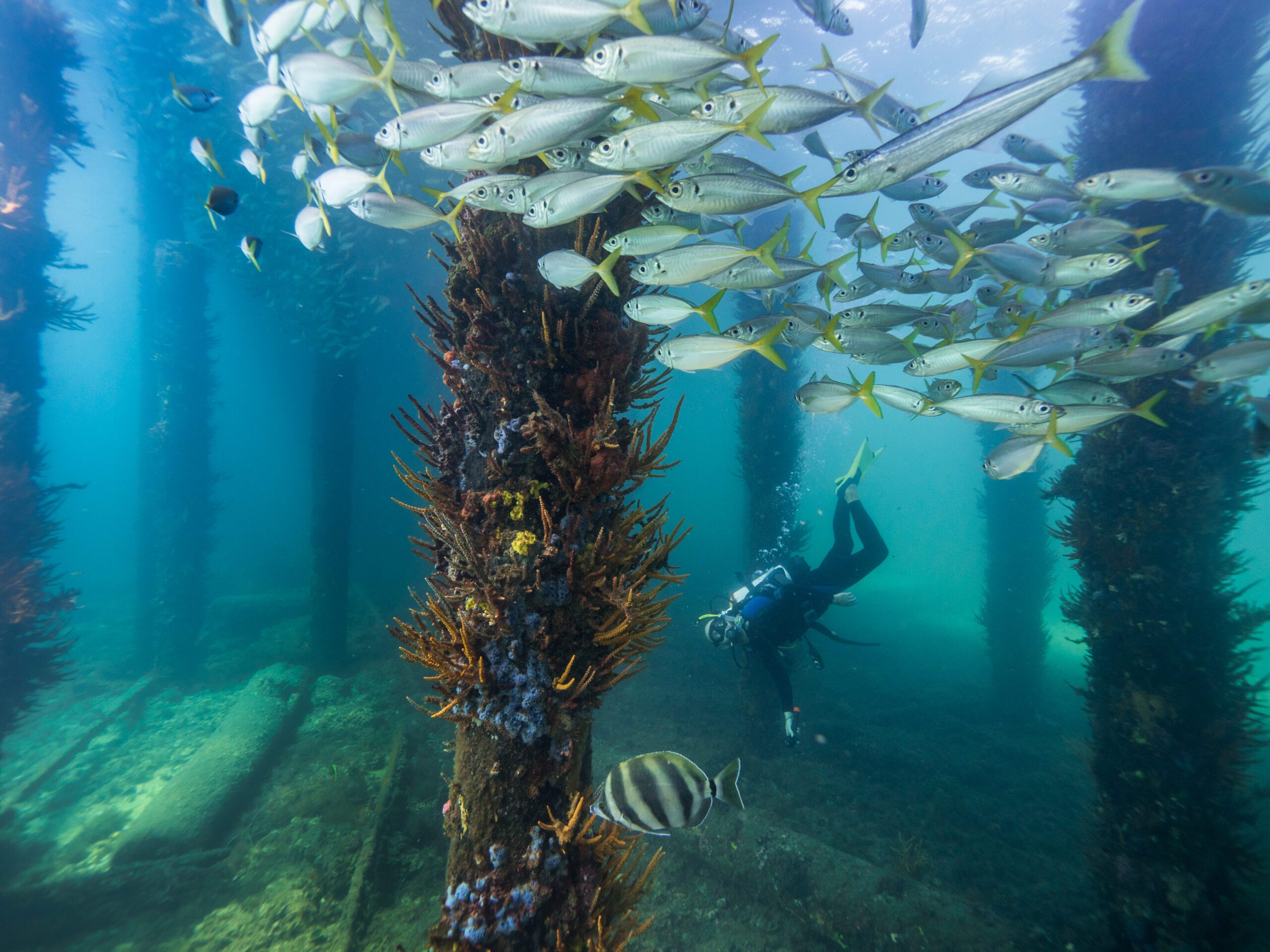 Dive & Snorkel - Busselton Jetty
