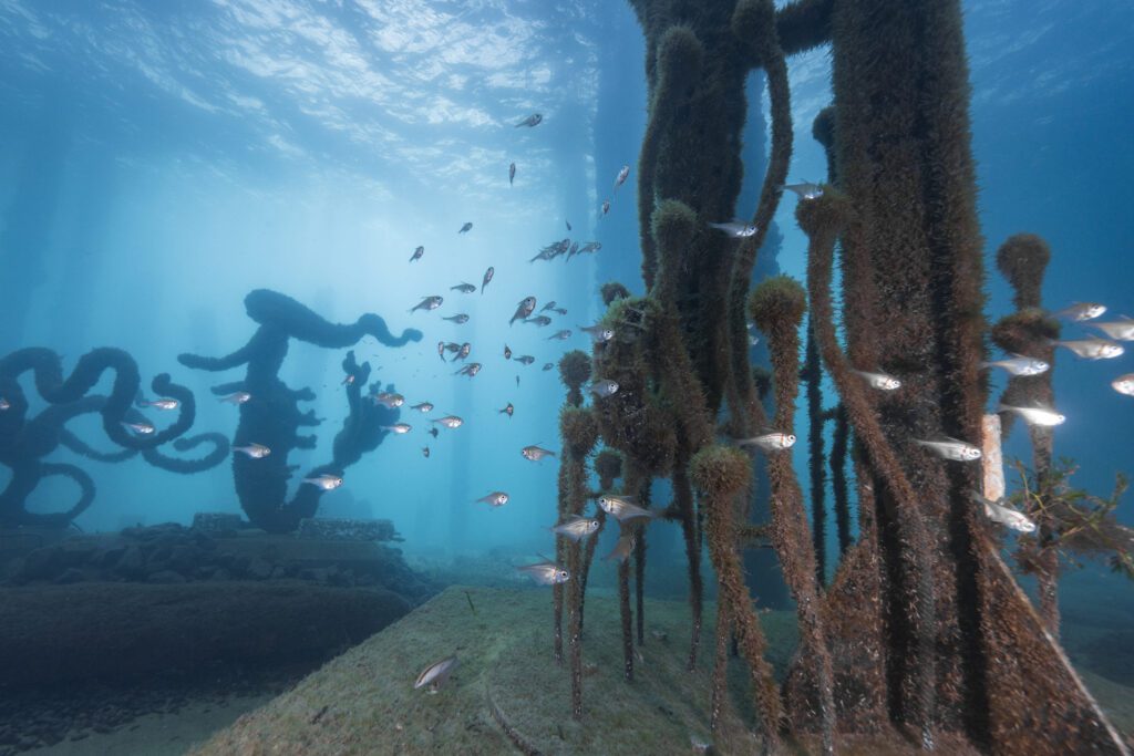Artificial Reefs - Busselton Jetty