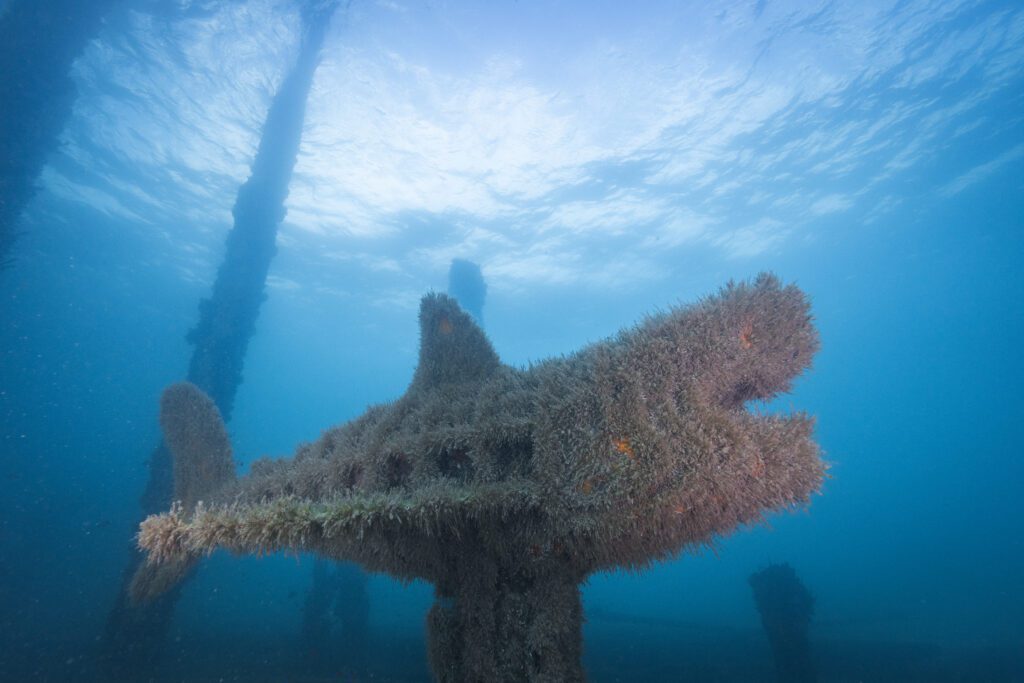 The Crab & The Shark - Busselton Jetty