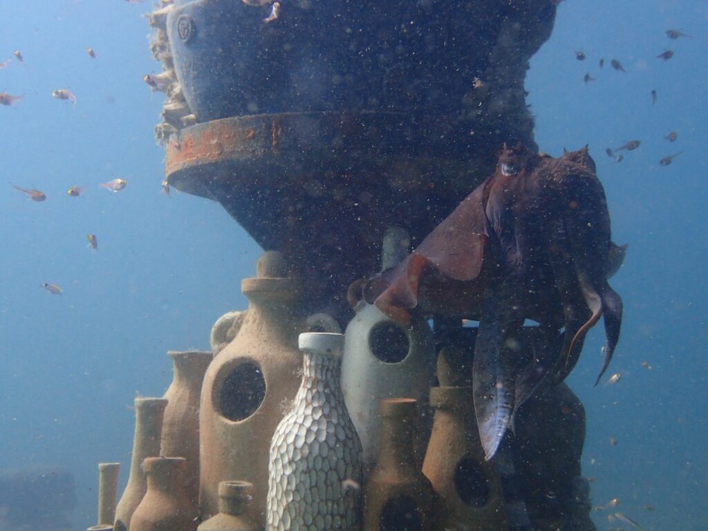 Artificial Reefs - Busselton Jetty