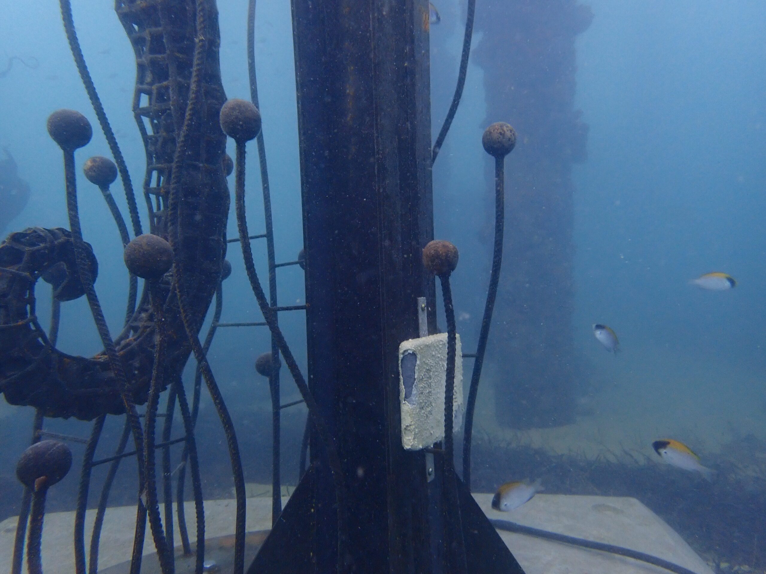 The Seahorse - Busselton Jetty