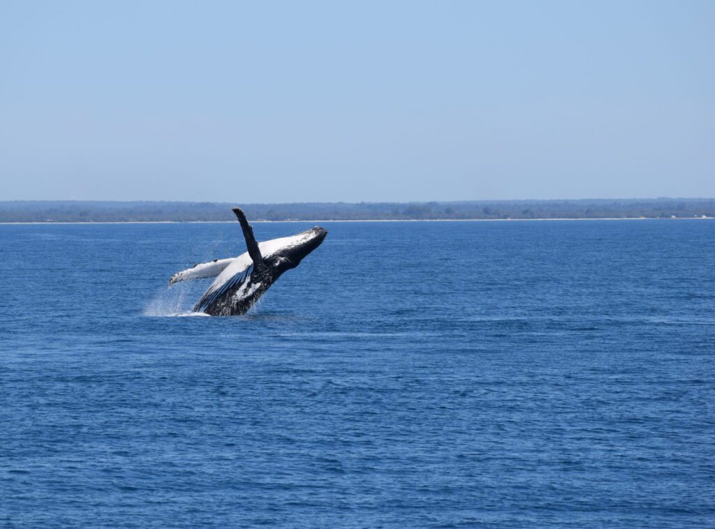 Research Projects - Busselton Jetty